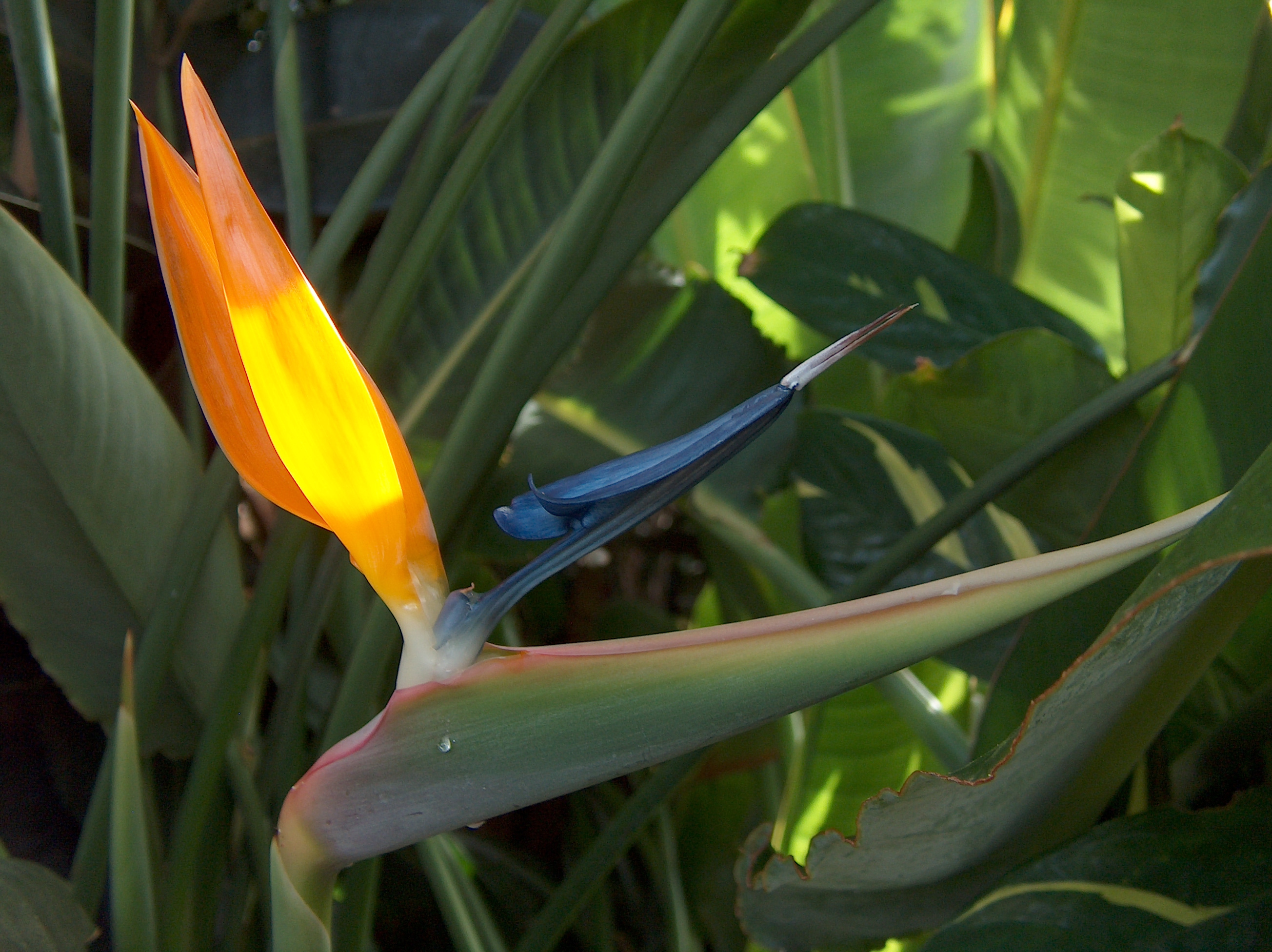 punk -o- ryan HP945 samples